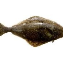 Receptes.lv - Paltuss